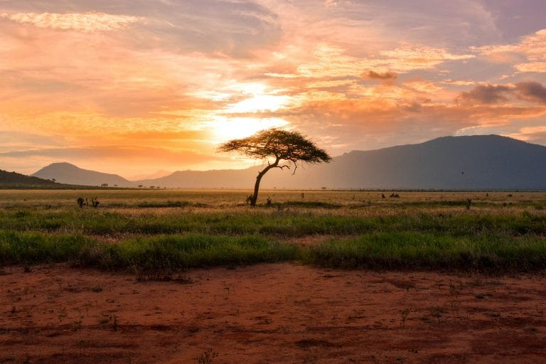 AI Gone Wild: How Smart Technologies Are Supporting Wildlife and ...